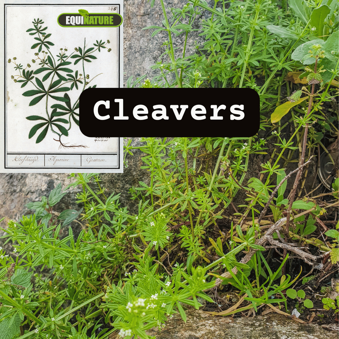 Discovering Cleavers: The Remarkable “Sticky Willy” Horse Forage ...